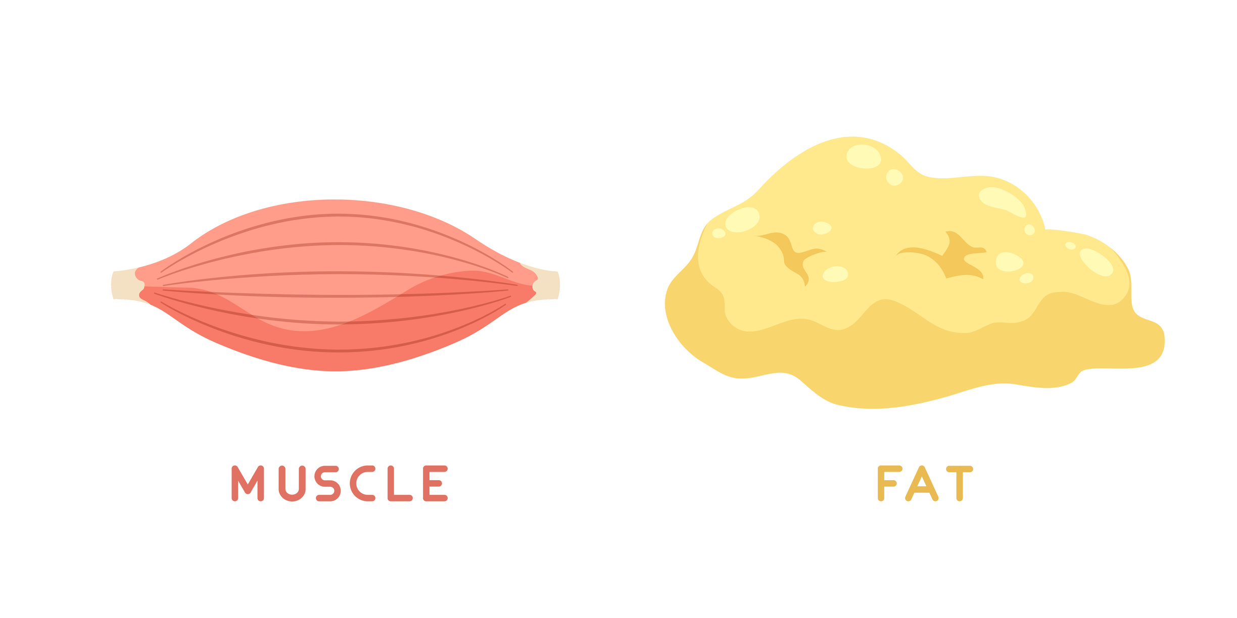 Does Muscle Weigh More Than Fat? - Ethical Inc