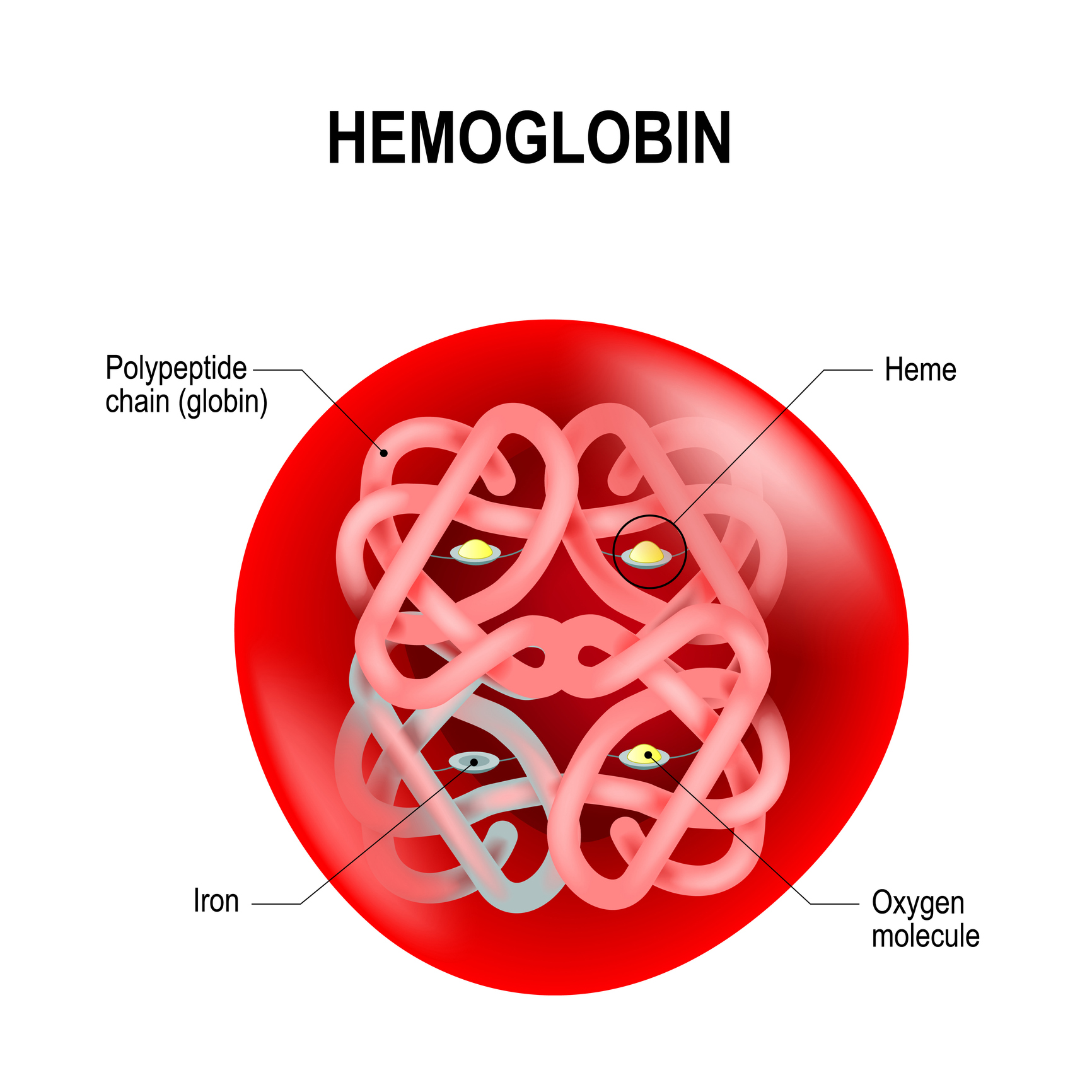 What Are The Symptoms Of Low Hemoglobin? - Ethical Inc