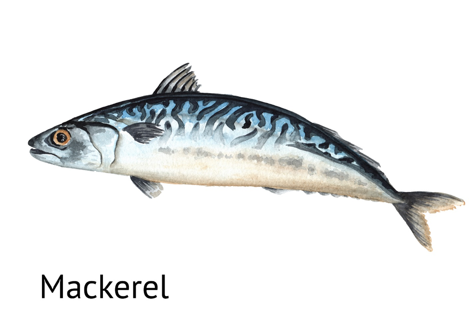What Are The Health Benefits Of Mackerel? - Ethical Inc